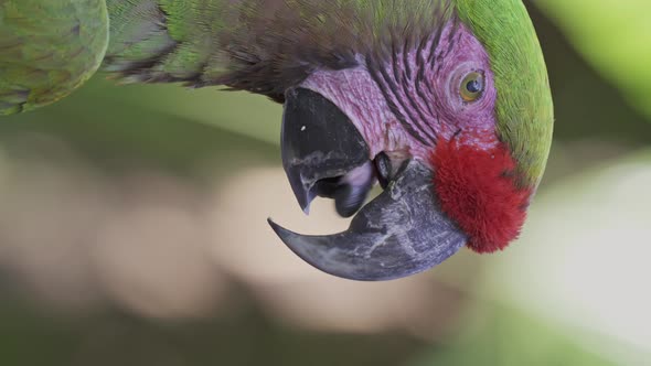 Close up vertical video of a peaceful red-fronted macaw with its beak ...