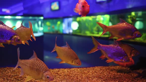 Fish Barbus Bream Shaped Red Swims In An Aquarium With A Backlight ...