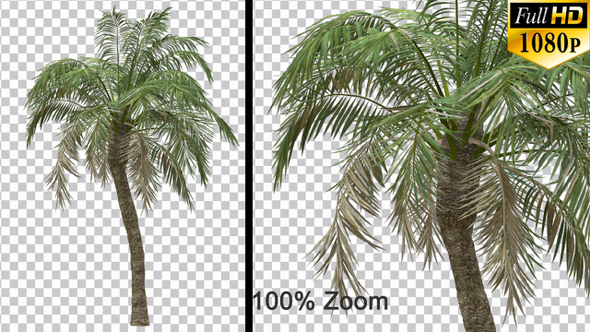 Breezy Palm Tree - Alpha Channel, Motion Graphics | VideoHive