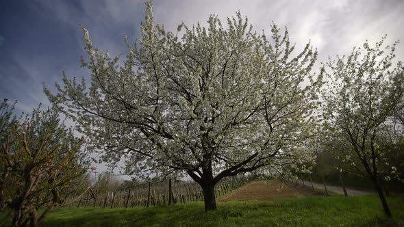 Big Tree in Spring, Stock Footage | VideoHive