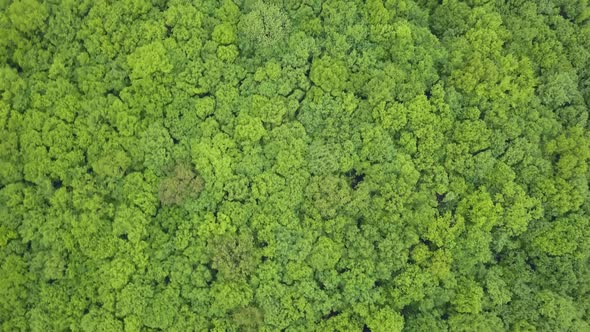 Very dense green forest mixed trees - view from above, aerial footage ...