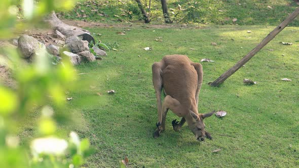 Funny Big Brown Kangaroo Scratches Belly in Tropical Zoo, Stock Footage
