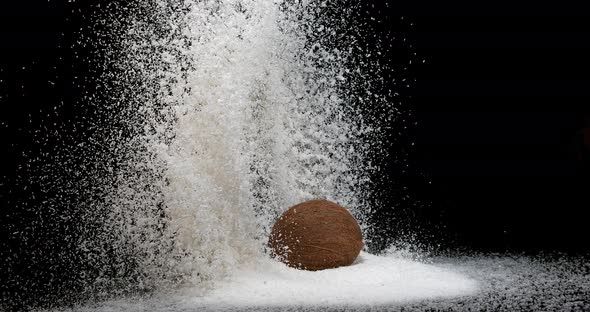 Coconut, cocos nucifera, Fruit and Powder Exploding against Black ...