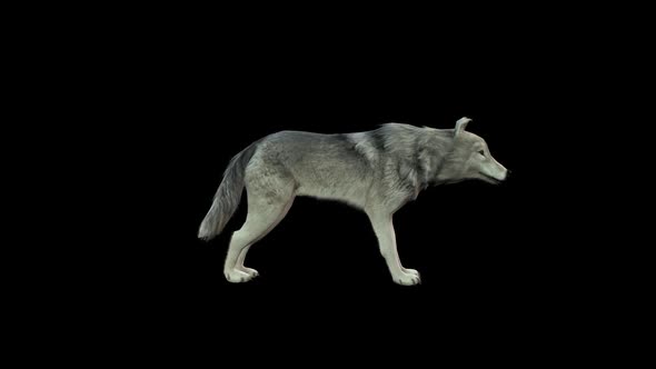 Wolf Idle, Motion Graphics | VideoHive