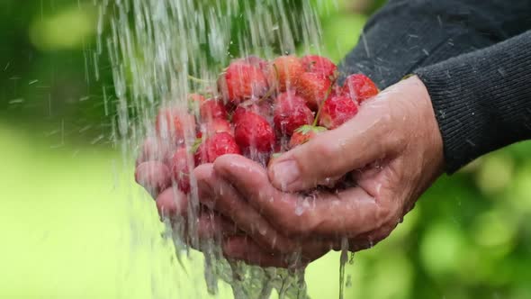 Strawberry. Cleaning and washing ripe strawberries berry for a healthy ...