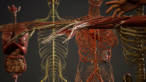 3D Human Anatomy Illustration, Motion Graphics | VideoHive