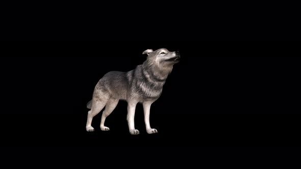 4K Wolf Howling, Motion Graphics | VideoHive