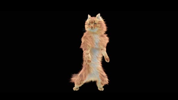 Cat Dancing HD, Motion Graphics | VideoHive
