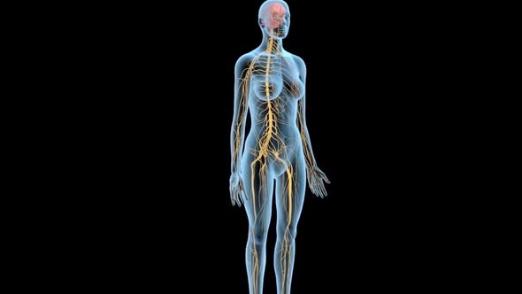 The Human nervous system 3d medical animation, Motion Graphics | VideoHive