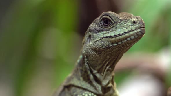 Up close view of lizards head, Stock Footage | VideoHive