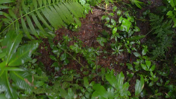 Top view background of a tropical forest floor covered in different ...