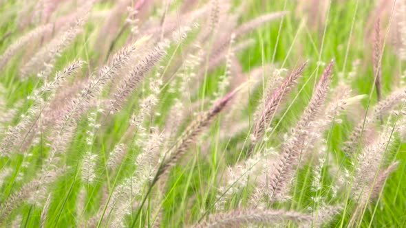 Grass Swaying in the Wind, Stock Footage | VideoHive