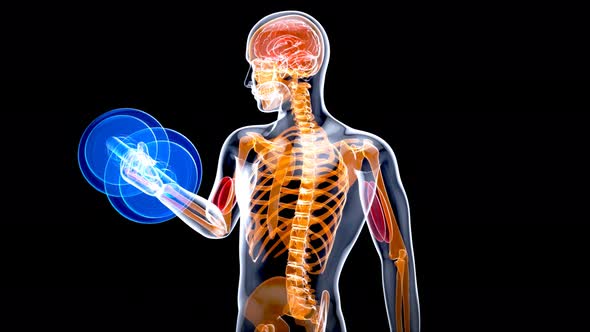 4K anatomy of a X-ray man doing biceps curls, Motion Graphics | VideoHive