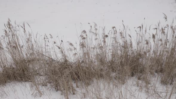 Aerial View Reeds Sway In The Snow, Stock Footage | VideoHive