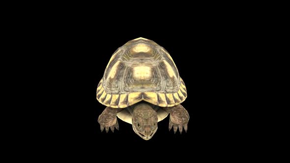 Turtle Walk, Motion Graphics | VideoHive