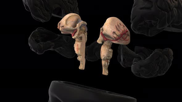 Size Intracranial Brain Structure Brain Stem Rotation Zoom Out, Motion ...
