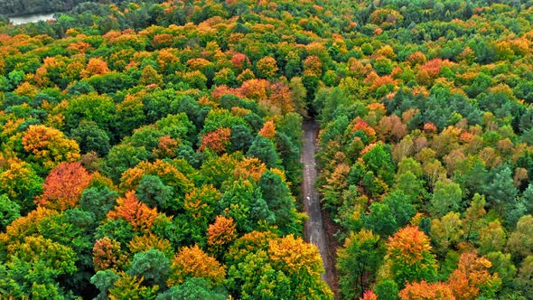 Amazing path in the forest. Aerial view of wildlife., Stock Footage