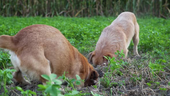 Two dogs digging a hole in the grass, Stock Footage | VideoHive