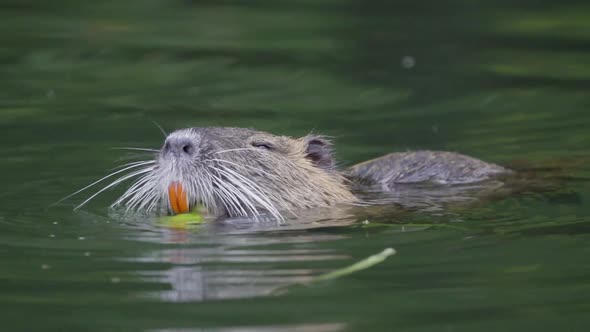 Close up of an invasive coypu eating pieces of plants with its orange ...