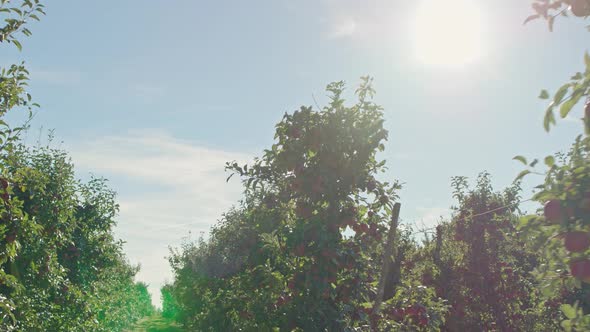 Sunny Apple Trees in Apple Orchard, Stock Footage | VideoHive