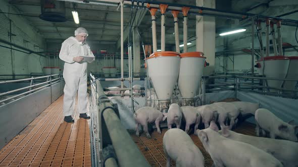 Male Inspector Is Watching Piggies While Feeding. Veterinarian Works at ...