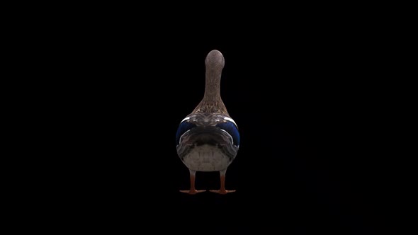 Female Duck İdle View From Back, Motion Graphics | VideoHive