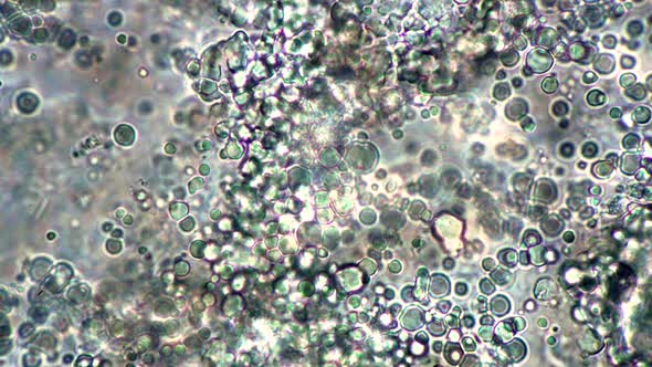 Production and Movement of Spherical Lactic Acid Bacteria in Real Time ...