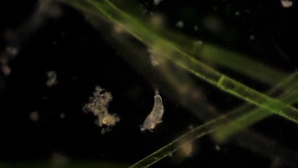 A microscopic copepod feeds., Stock Footage | VideoHive