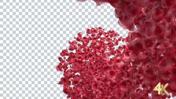 Red Roses Transition, Motion Graphics | VideoHive