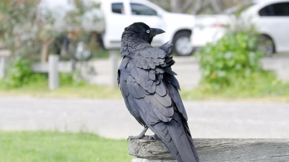 Crow sitting on a pillar on a windy day with its feathers fluffing up ...