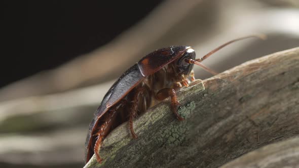 Macro of a Big Brown Cockroach, Stock Footage | VideoHive