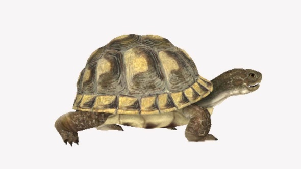 Turtle Walk Cycle Side Angle, Motion Graphics | VideoHive
