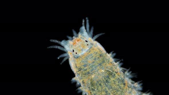 Beautiful crustacean Family Paracalanidae under a microscope, Calanoida ...