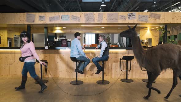 Llama being walked past a business meeting in an office cafeteria ...