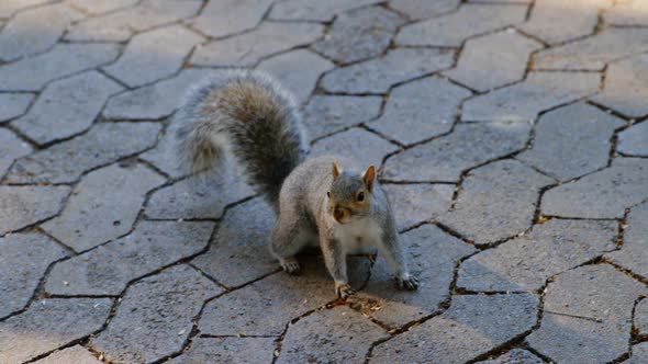 Squirrel who is scratching his belly with his hind leg on park 4k ...