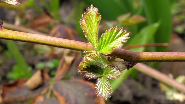 Small Blackberry Shoots Grow on Long Branch Against Grass, Stock Footage
