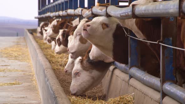 Bulk calves consuming calf feed and grass in a fattening farm., Stock ...