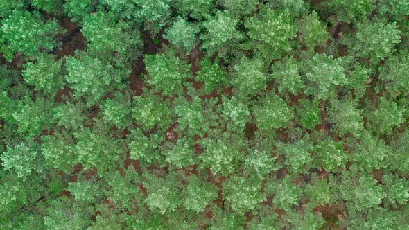 Pine Trees Top View Aerial, Stock Footage | VideoHive