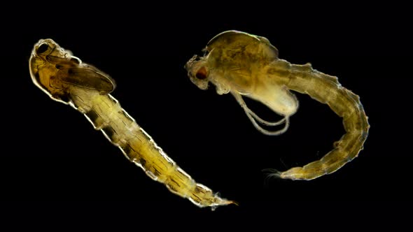 Two Mosquito Larvae Under a Microscope, Stock Footage | VideoHive