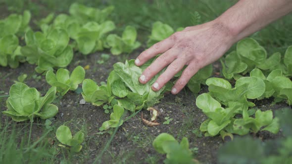 Gardener weeding young healthy lettuce heads in garden. CLOSE UP, Stock ...