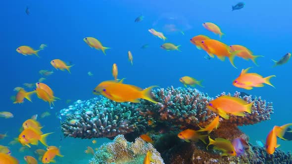 Underwater Amazing Seascape, Stock Footage | VideoHive