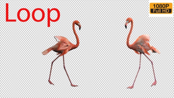 Flamingo Walk Pack, Motion Graphics | VideoHive
