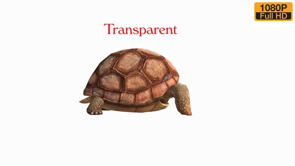 Turtle Idle, Motion Graphics | VideoHive
