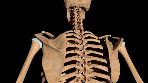 Interspinales Muscles On Skeleton, Motion Graphics | VideoHive