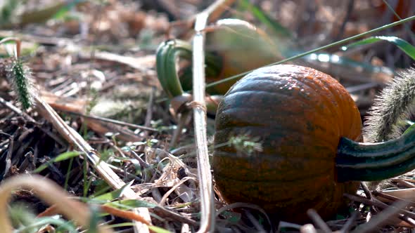 Extreme closeup of a medium sized sweating pumpkin with a gnarly ...