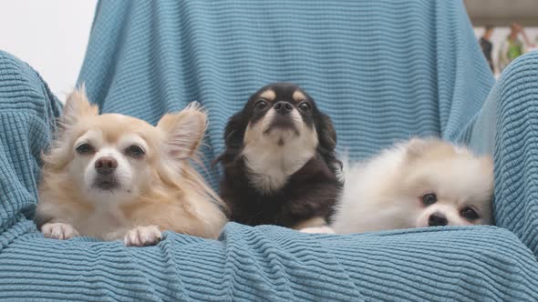 three dogs friend laydown sit relax together on sofa with cheerful and ...