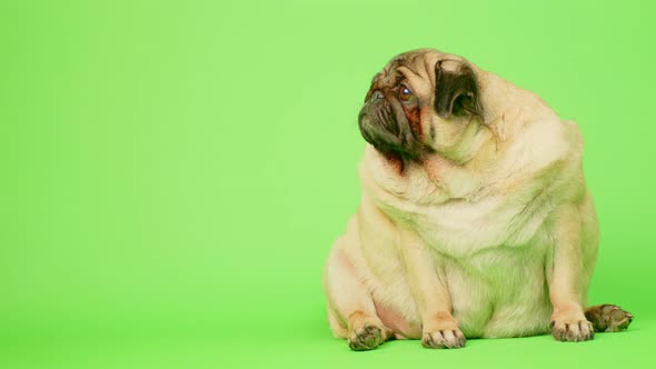 Portrait of Beige Pug on Green Background, Stock Footage | VideoHive