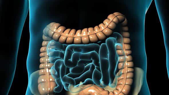Colon and small intestine in the digestive system, Motion Graphics