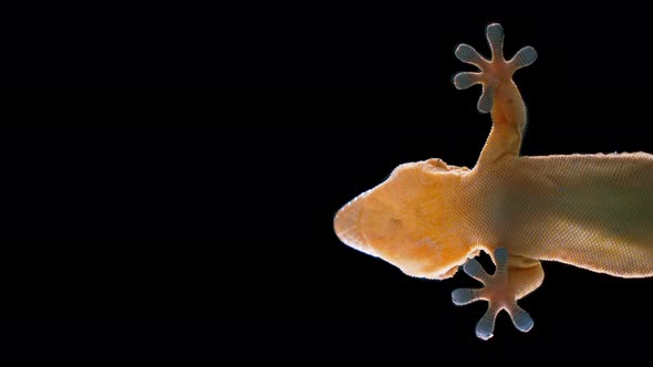 a Close-up of the Paw and Gecko Belly, Stock Footage | VideoHive