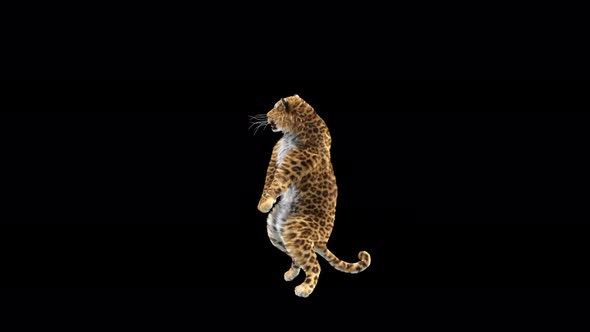 Leopard Dancing 4K, Motion Graphics | VideoHive